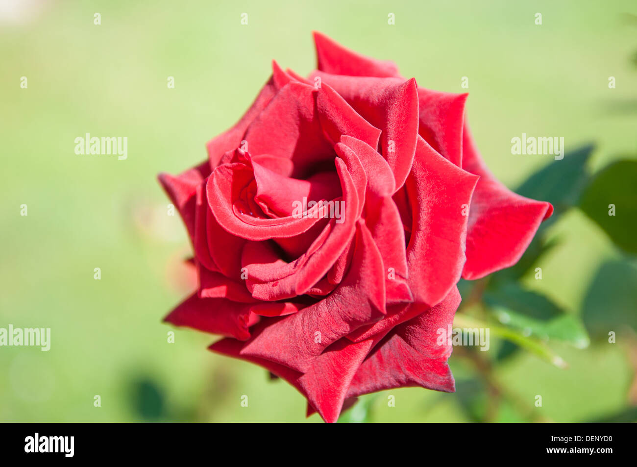 Beautiful red rose Stock Photo - Alamy