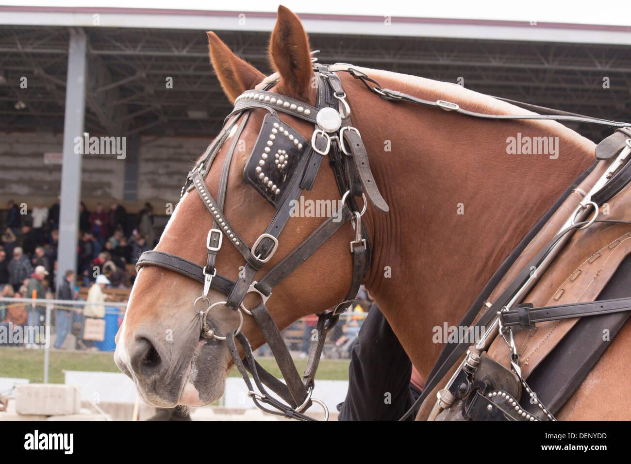 Belgian horse head in show horse pull harness at Lindsay Fair and ...