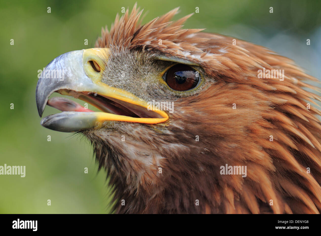 Left facing eagle hi-res stock photography and images - Alamy