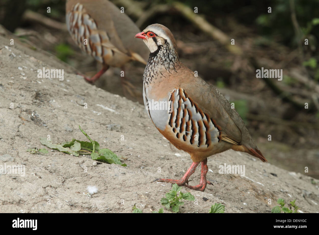 red legged partidge Stock Photo - Alamy