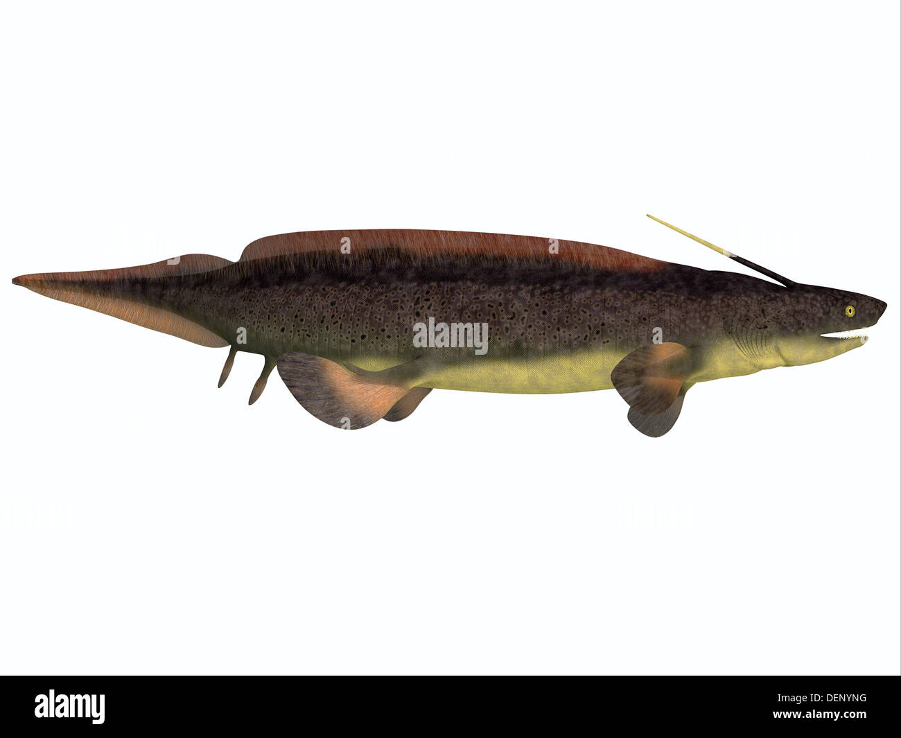 Xenacanthus is a prehistoric shark that lived in the Devonian and ...