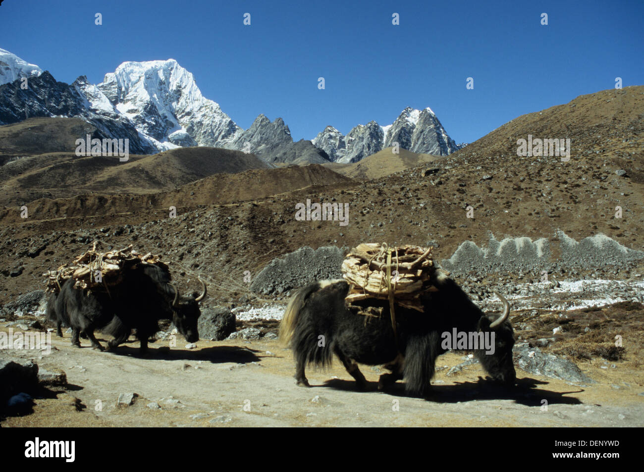 yak, nepal, himalaya, tourism, travel, trekking Stock Photo - Alamy