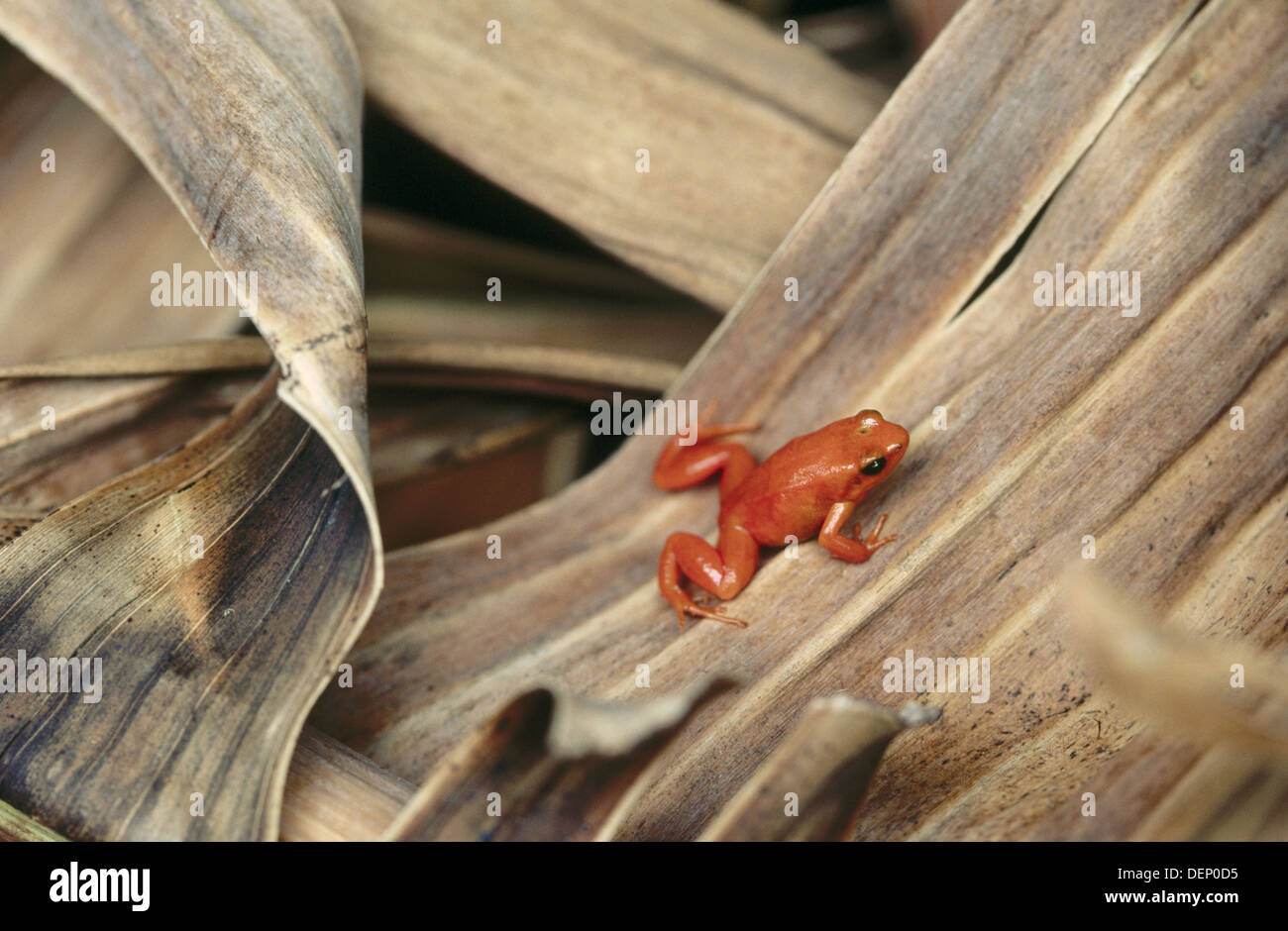 Red mantella frog hi-res stock photography and images - Alamy