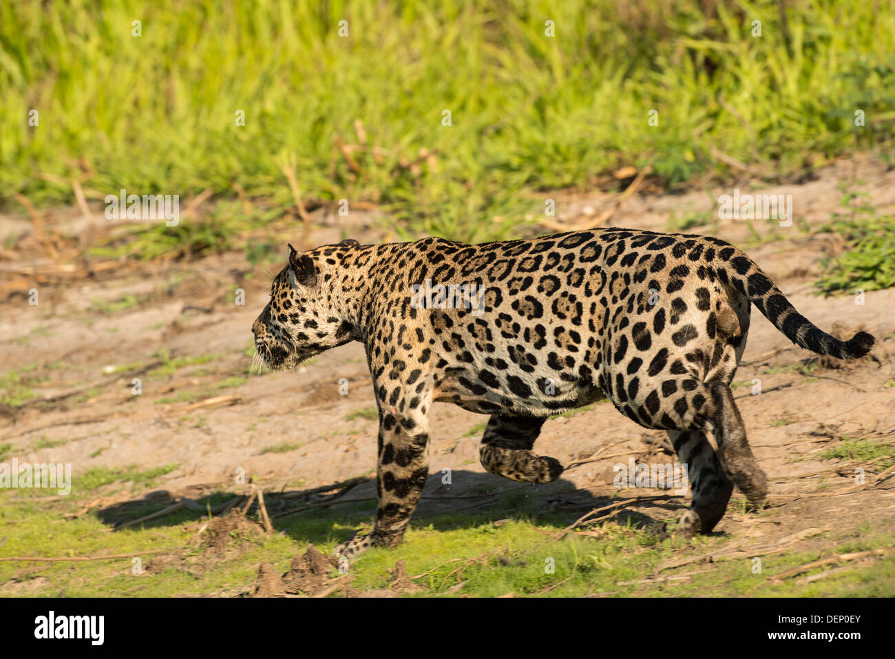 Jaguar Stalking