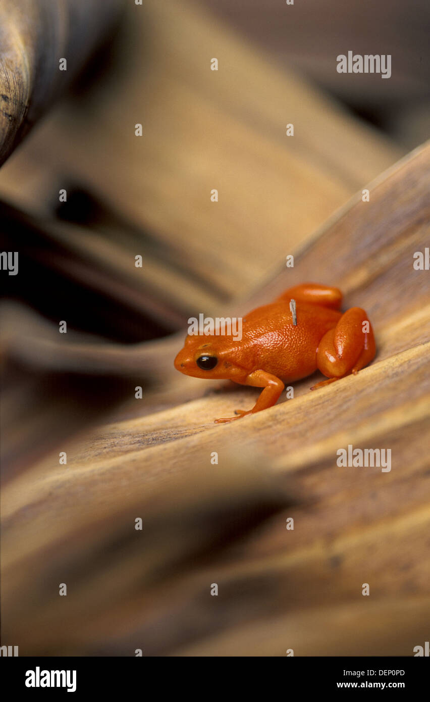 Red mantella frog hi-res stock photography and images - Alamy