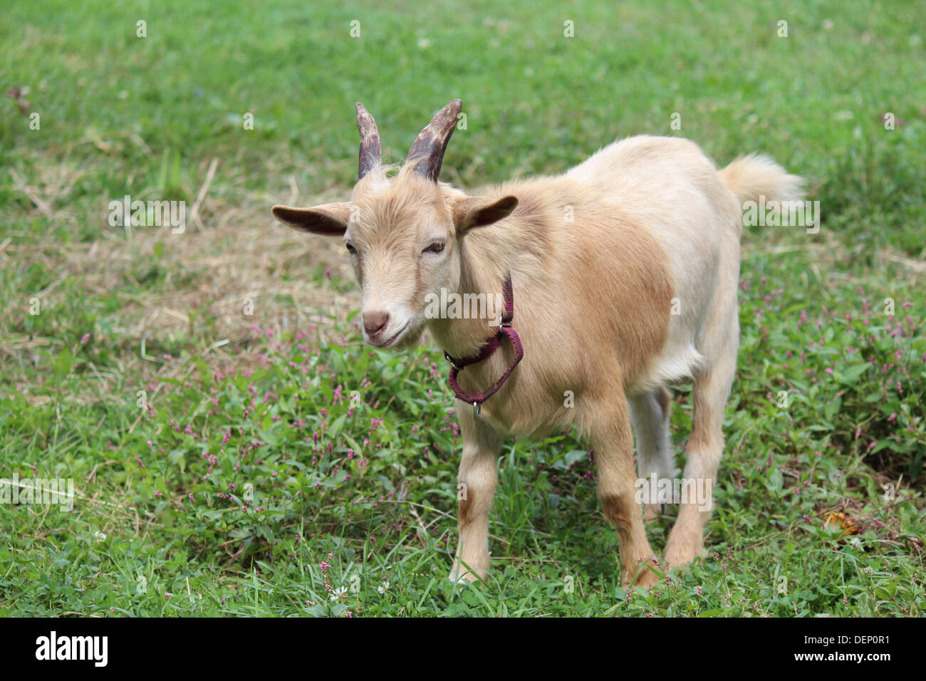 Goat farm animal hi-res stock photography and images - Alamy