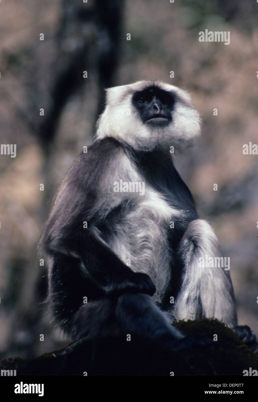 wildlife, jungle, nepal, asia, wild, monkey Stock Photo - Alamy