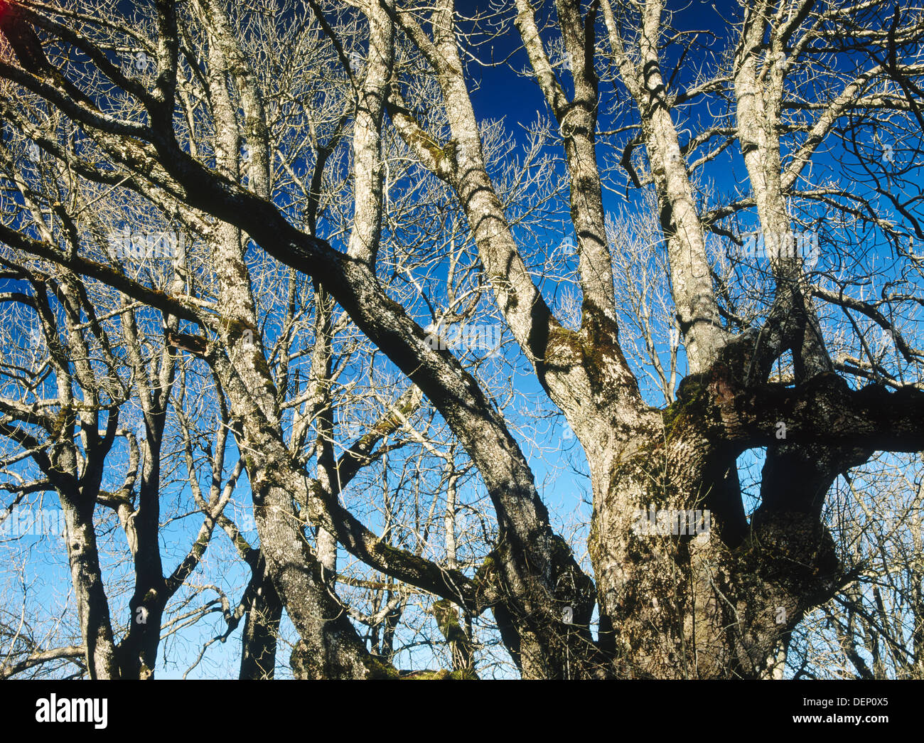 Weeping ash tree fraxinus excelsior hi-res stock photography and images ...