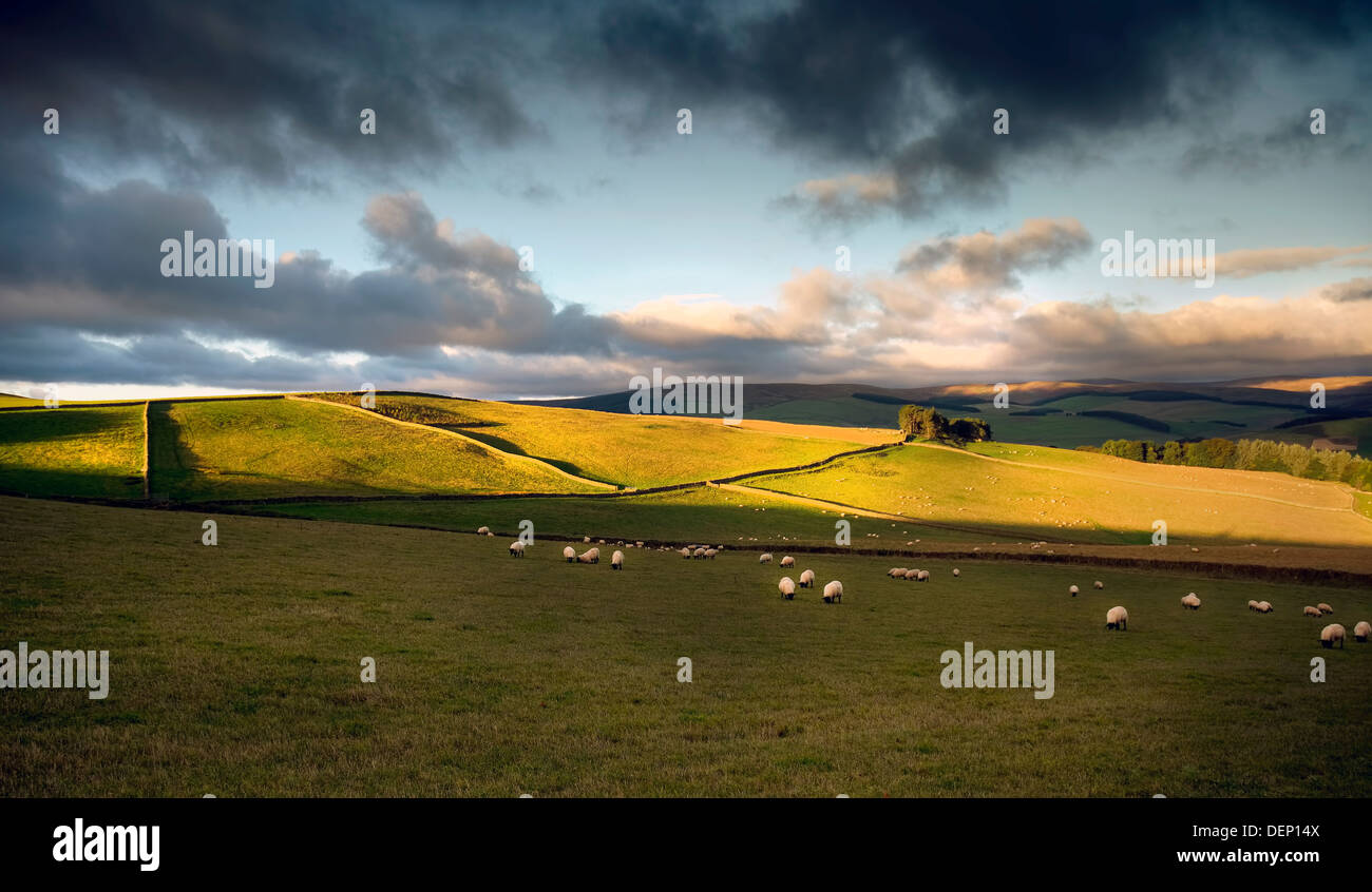 Farm scotland cattle borders hi-res stock photography and images - Alamy
