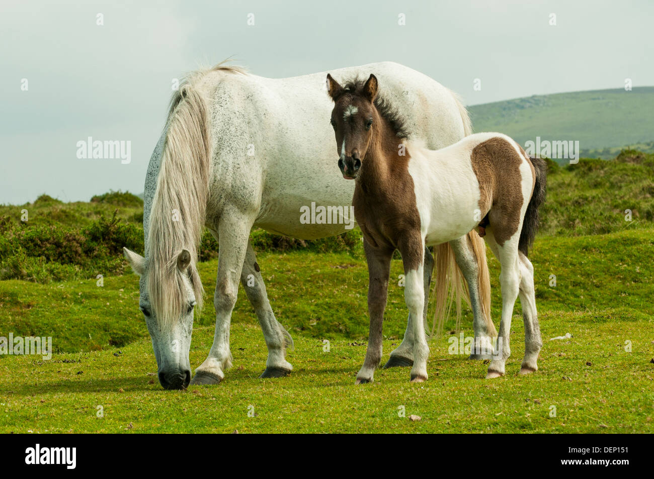 Dartmoor Ponies, Mare and Foal, Dartmoor, Devon, England Stock Photo ...