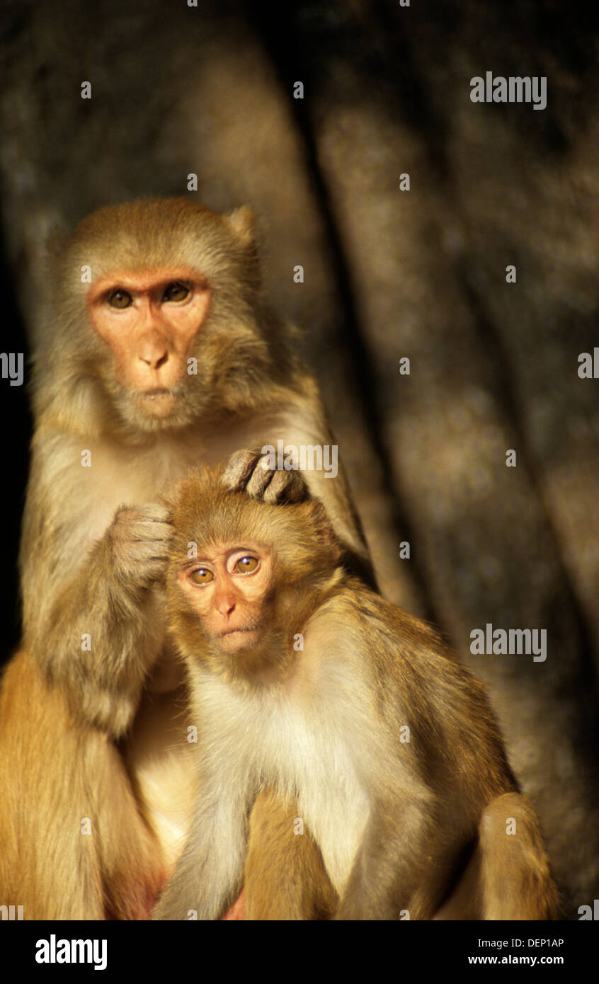 wildlife, jungle, nepal, monkey, asia, nature Stock Photo - Alamy