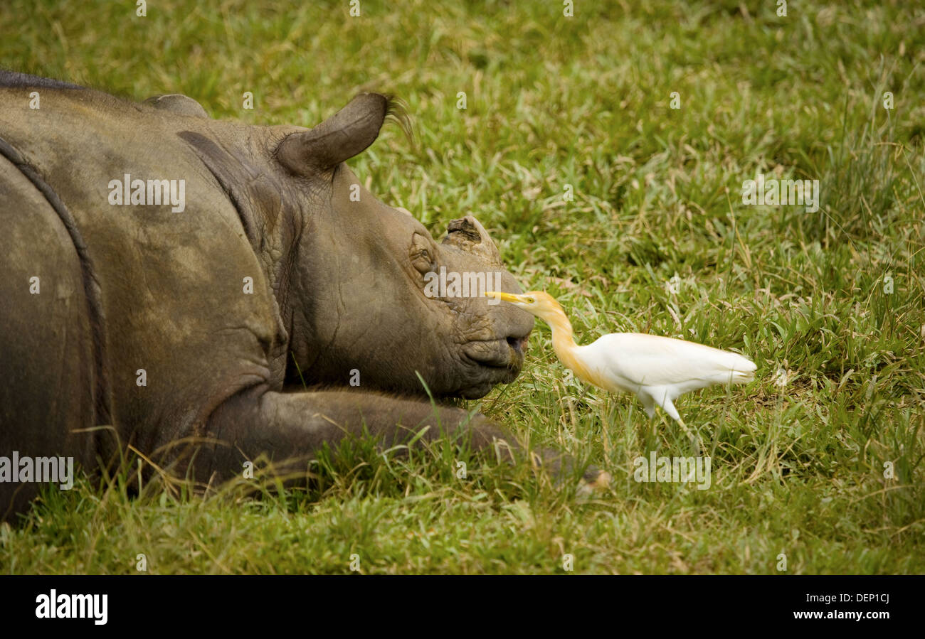 Sumatran bird hi-res stock photography and images - Alamy