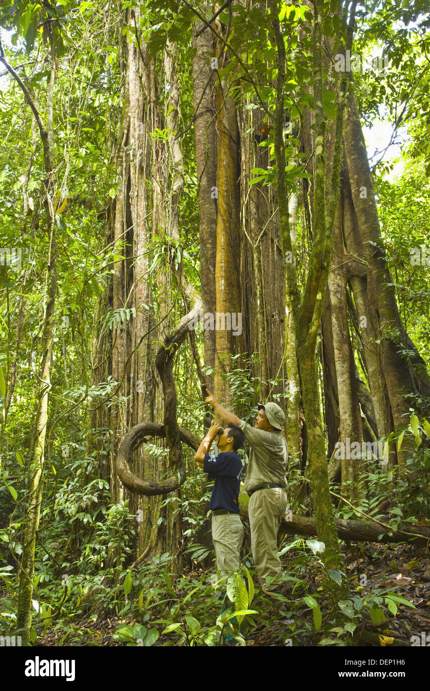 Strangler fig borneo hi-res stock photography and images - Alamy