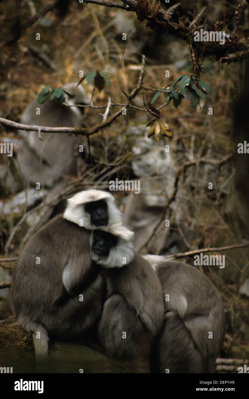 wildlife, jungle, nepal, asia, wild, monkey Stock Photo - Alamy