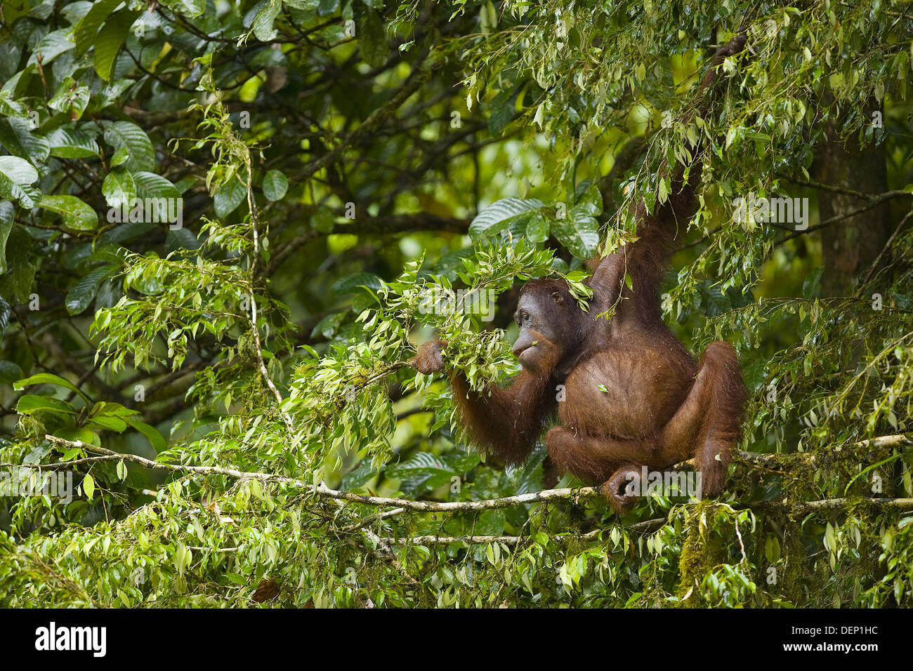 Orangutan (Pongo pygmaeus), Kinabatangan River area. Sabah state ...