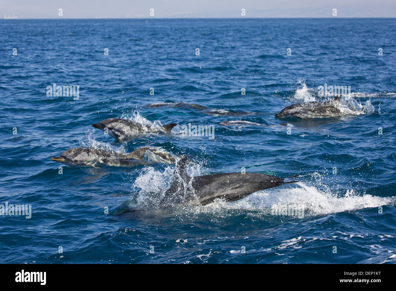 Striped dolphin europe hi-res stock photography and images - Alamy