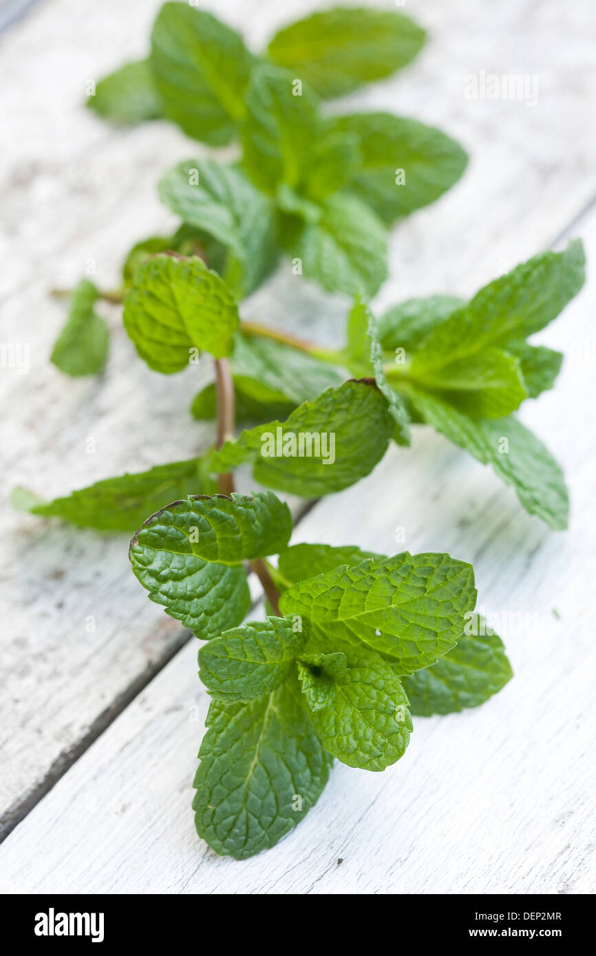 Fresh herb hi-res stock photography and images - Alamy