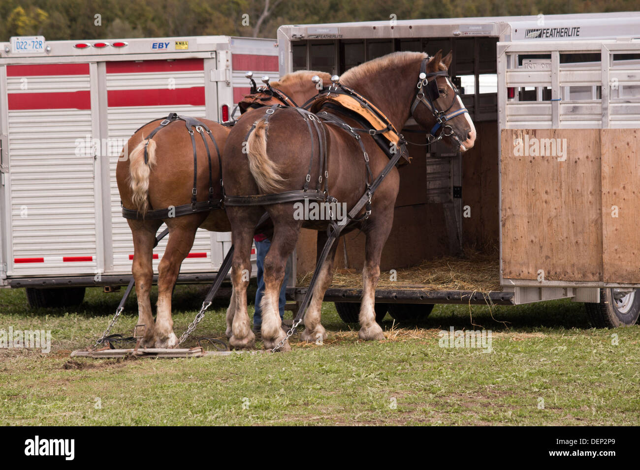 Two Belgian horses in pull harness standing behind trailer waiting to ...