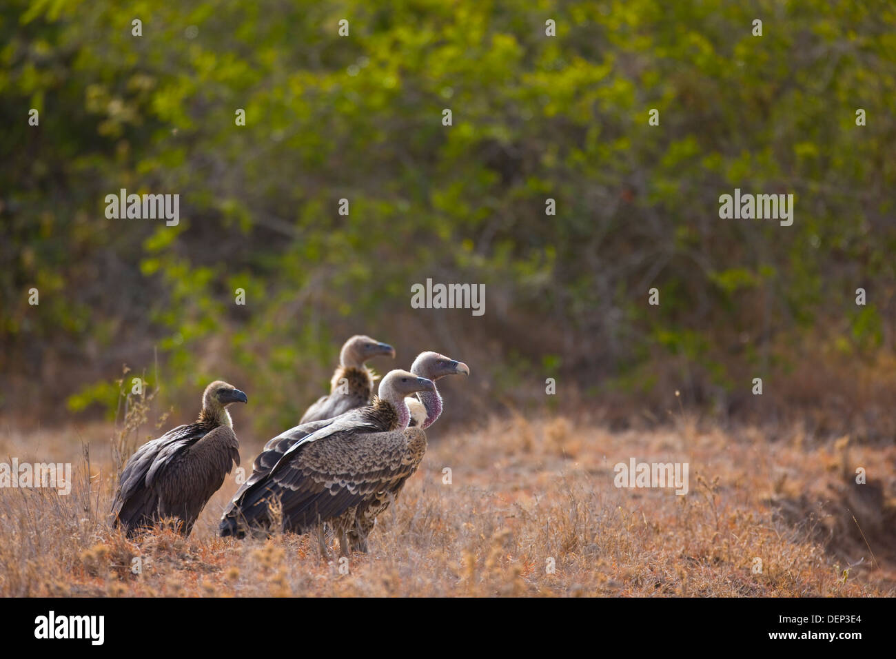 Solio reserve hi-res stock photography and images - Alamy