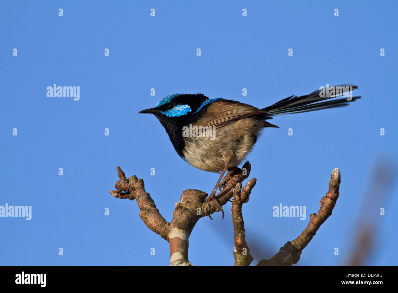 Superb Fairy - wren (Malurus cyaneus ) perching on branch Stock Photo ...