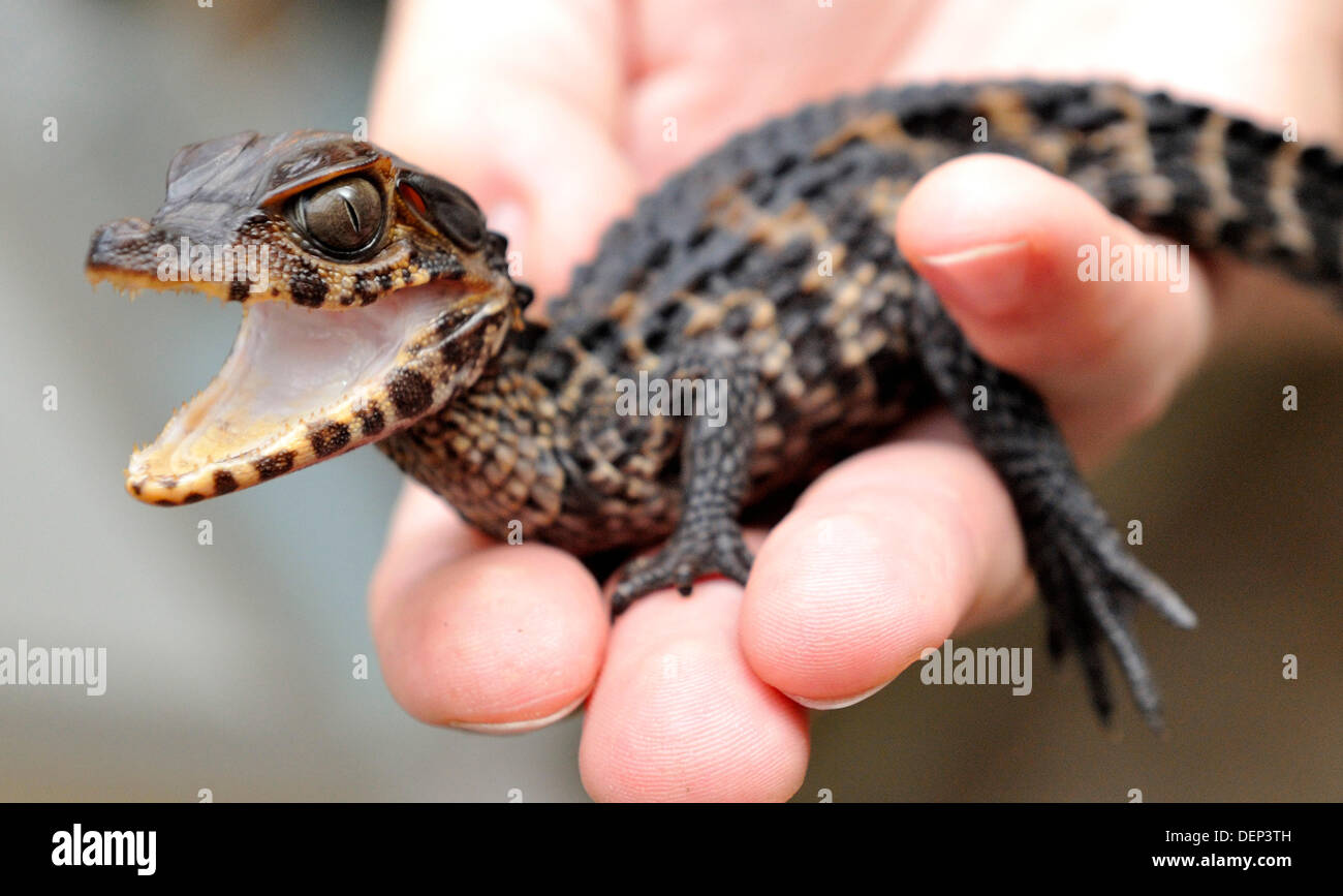 New babies of Cuvier's dwarf caiman are seen in zoo in Dvur Kralove nad ...