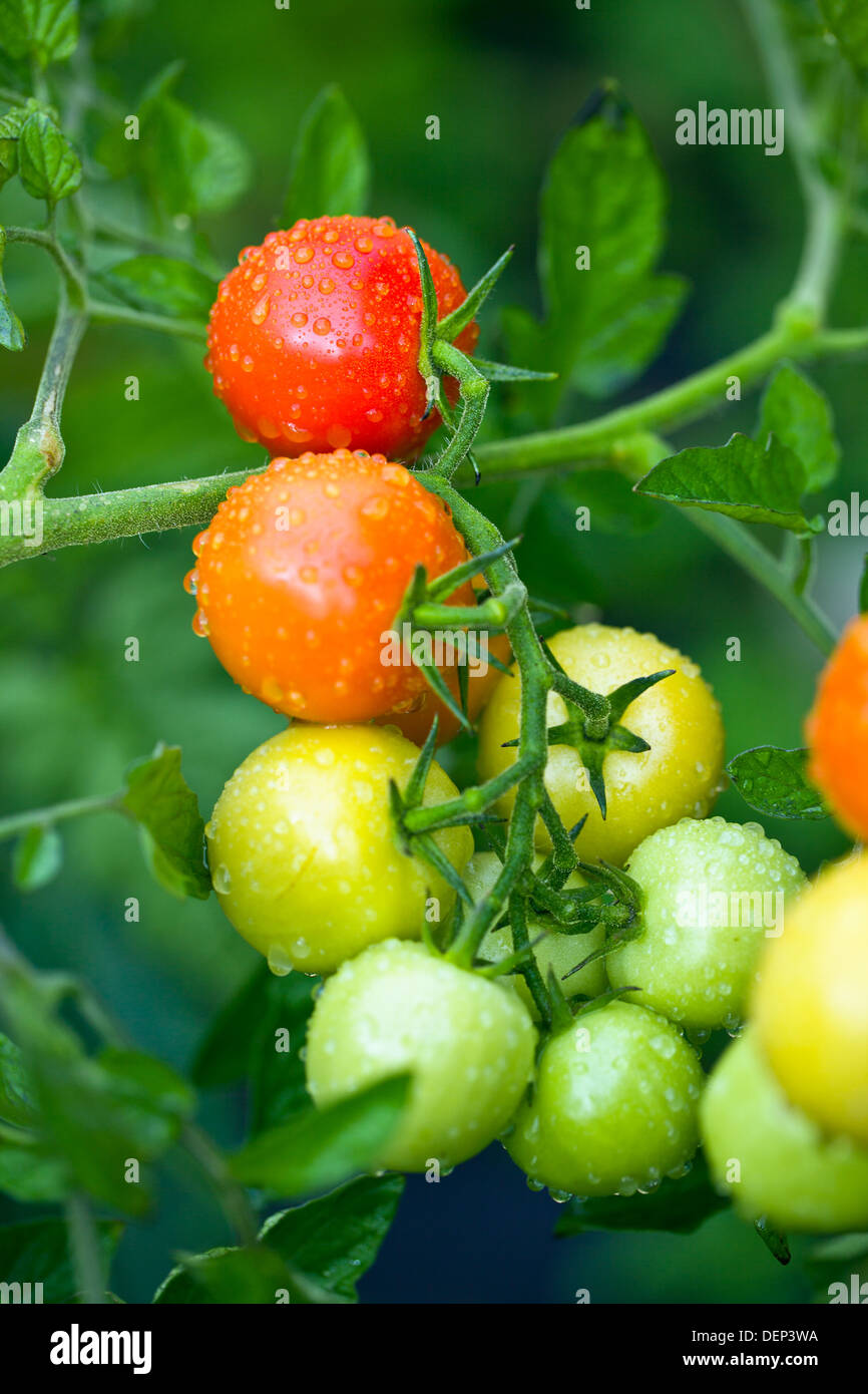 Tomato growing with hi-res stock photography and images - Alamy