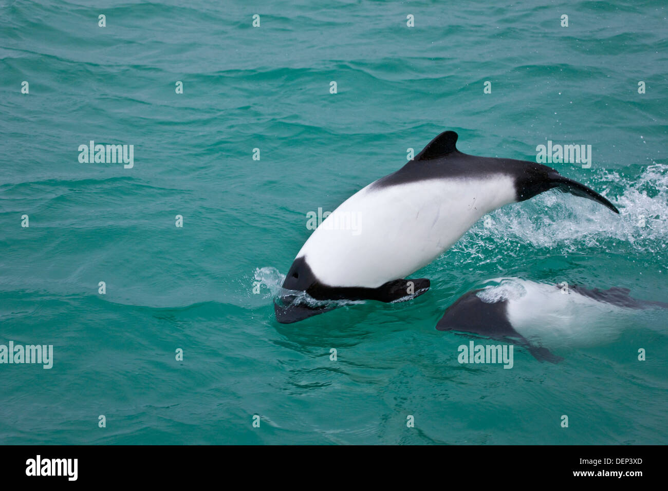 Tonina Dolphin Stock Photos & Tonina Dolphin Stock Images - Alamy