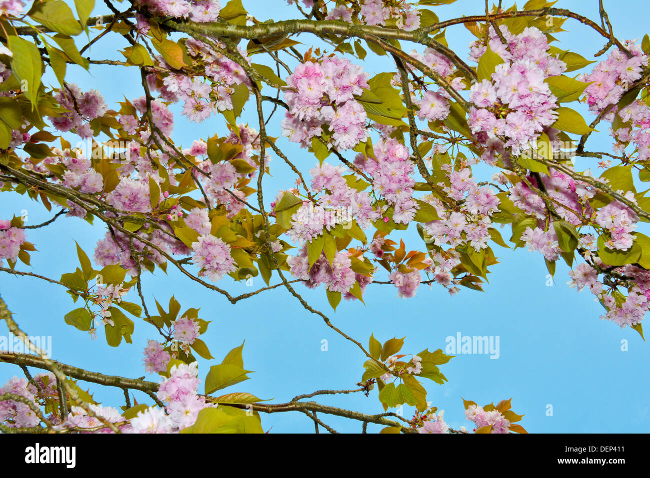st.chad's, poulton-le-fylde,town centre,lancashire,england,uk,europe ...