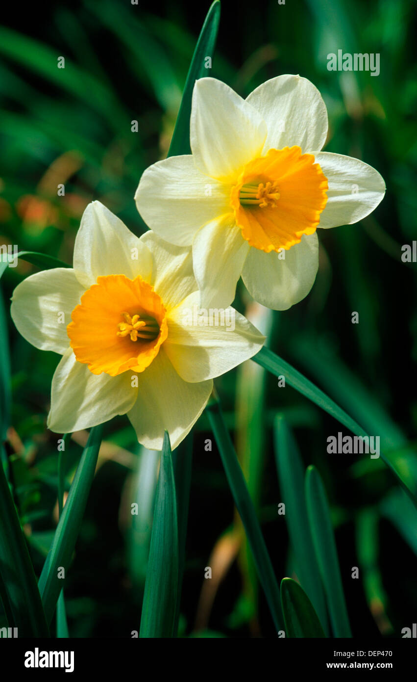 two daffodil flowers spring season flora bright colour color detail ...
