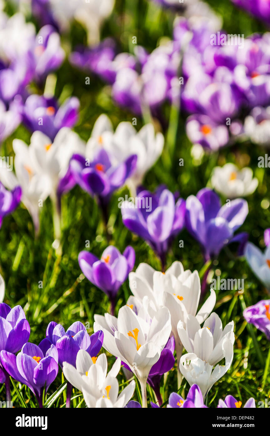 Poulton le fylde hi-res stock photography and images - Alamy