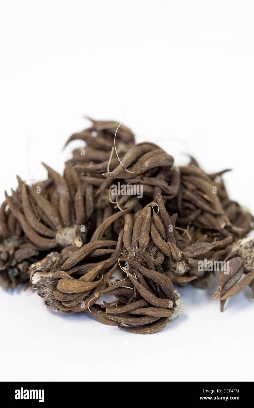 A pile of dried ranunculus bulbs against a white background Stock Photo ...