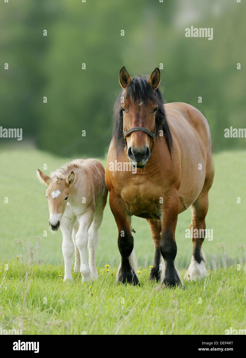 Swedish ardennes horse hi-res stock photography and images - Alamy