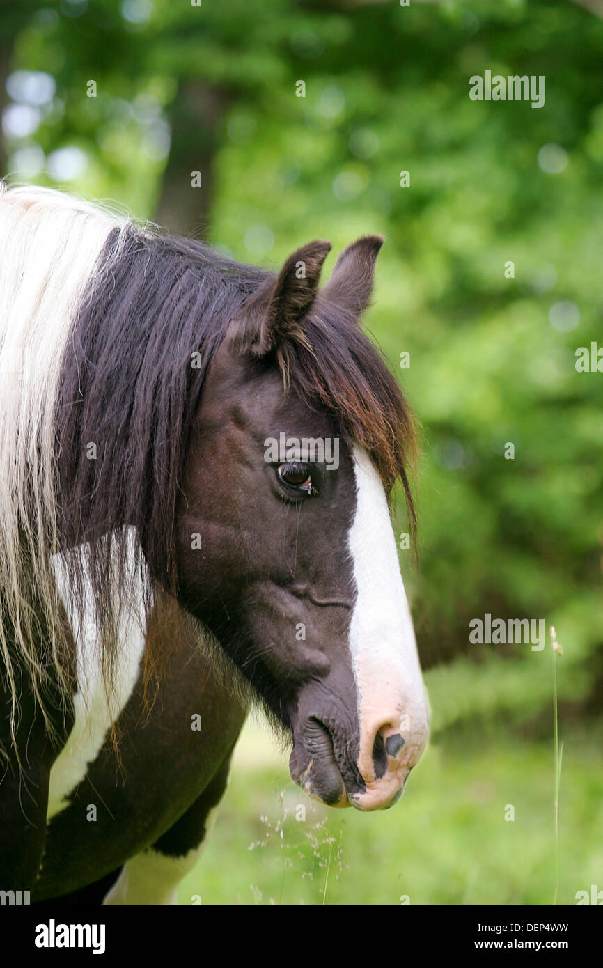 Tinker hi-res stock photography and images - Alamy