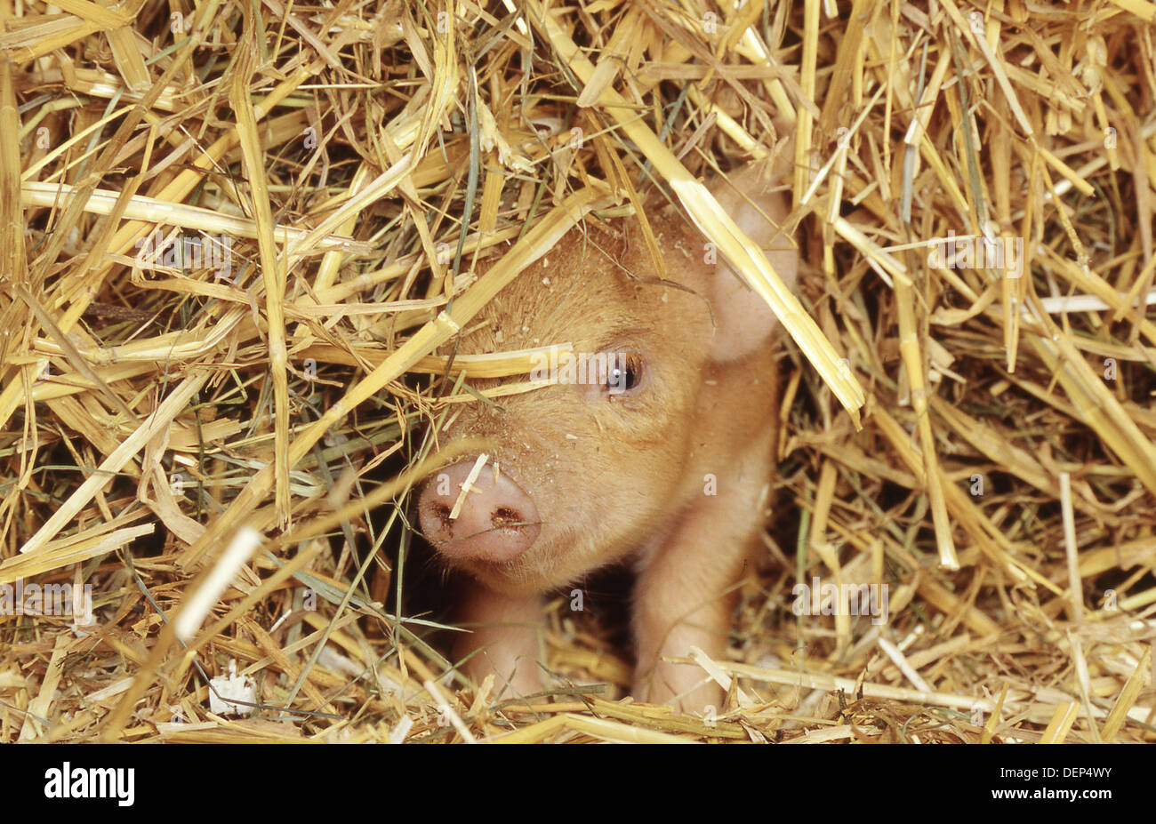 Hiding piglet hi-res stock photography and images - Alamy
