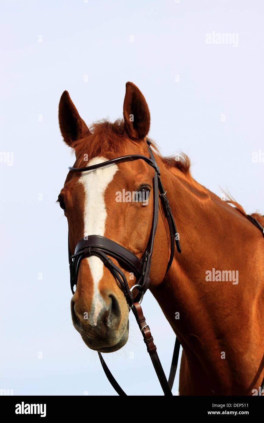Anglo arabian horse portrait hi-res stock photography and images - Alamy