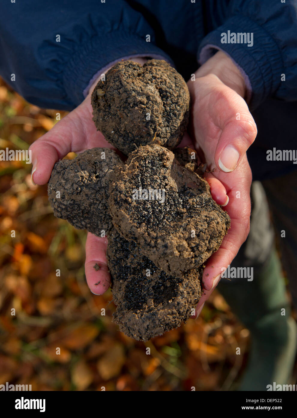 Professional truffle hunter Tom Lywood assisted by his Italian Truffle ...