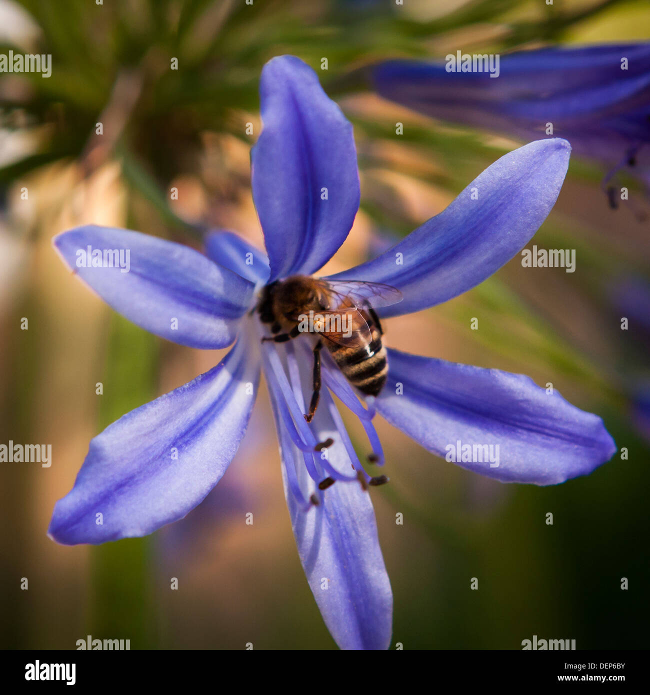 Bee and flower Stock Photo - Alamy