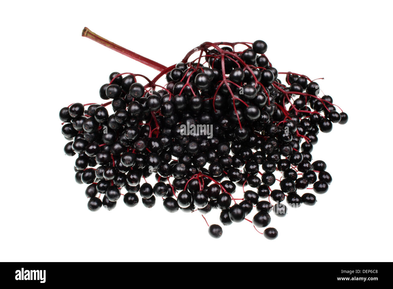 Elderberry branch isolated on white Stock Photo - Alamy