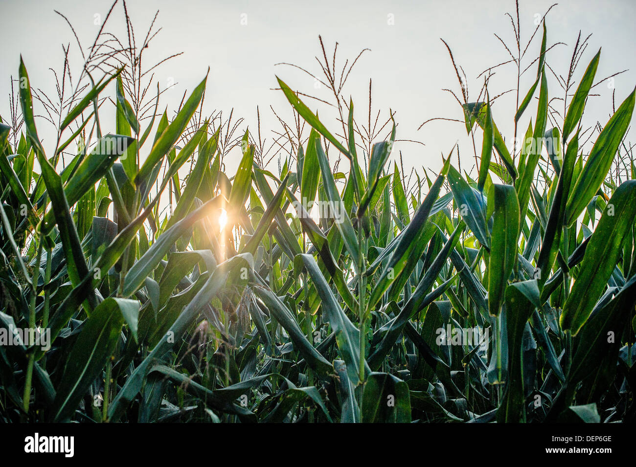 corn field at sunrise Stock Photo - Alamy