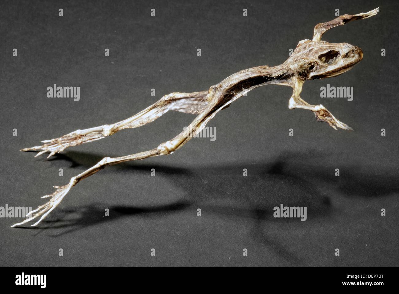 Mummified Image High Resolution Stock Photography and Images - Alamy