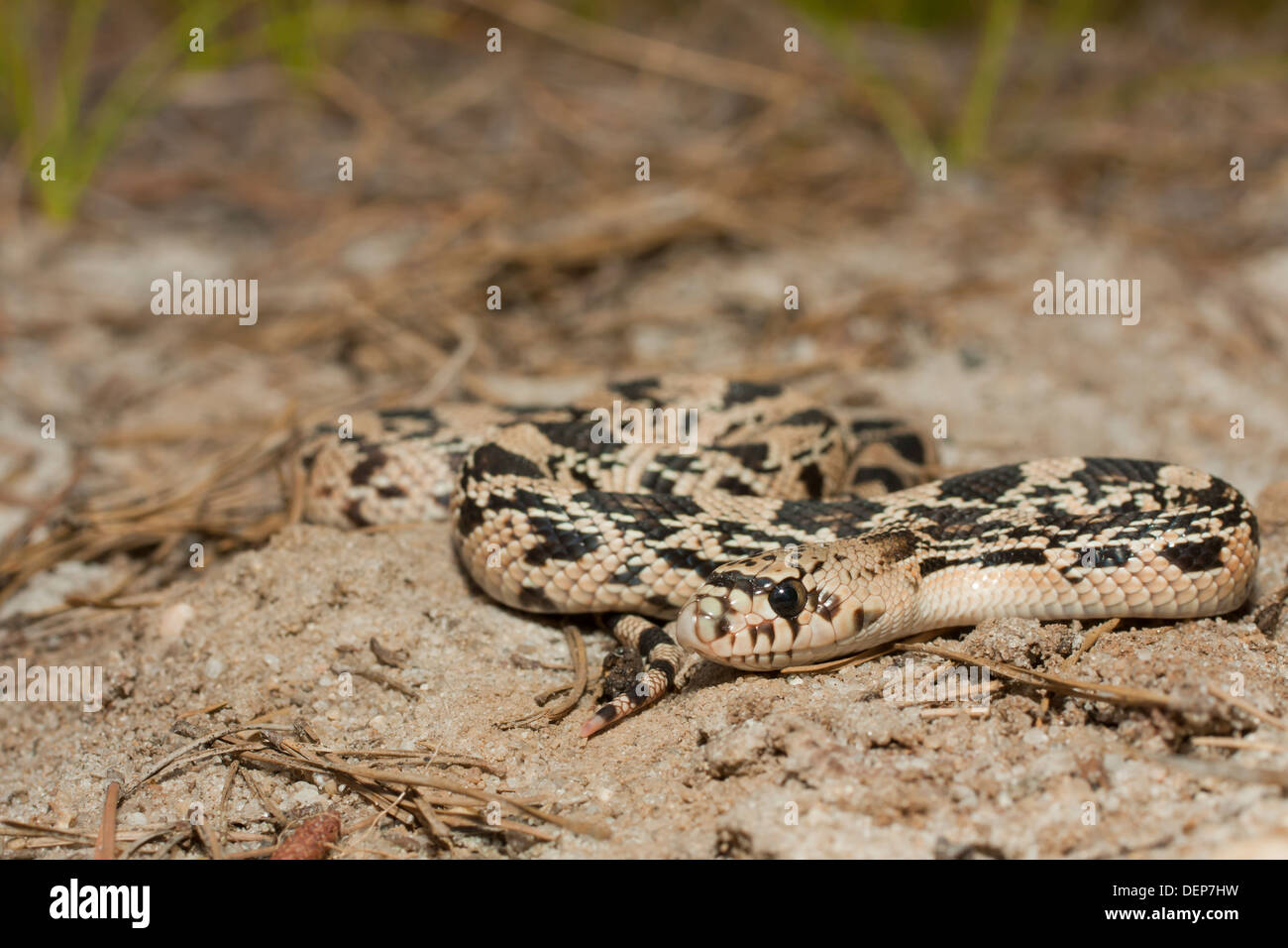 Northern pine snake hi-res stock photography and images - Alamy