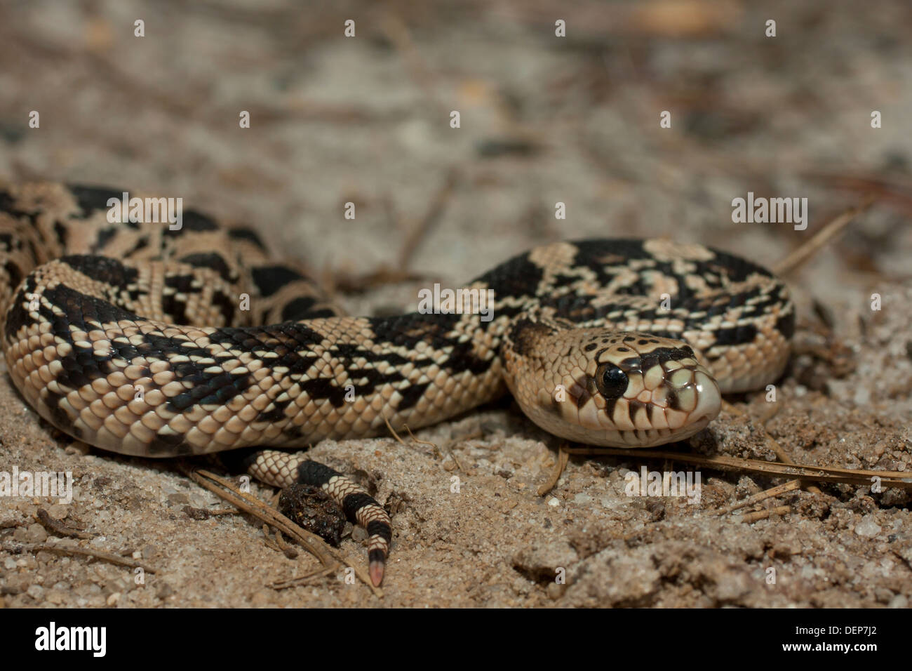 Northern pine snake hi-res stock photography and images - Alamy