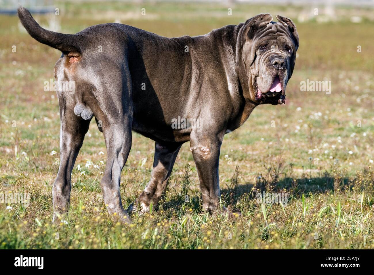 Neapolitan Mastiff Dog High Resolution Stock Photography and Images - Alamy