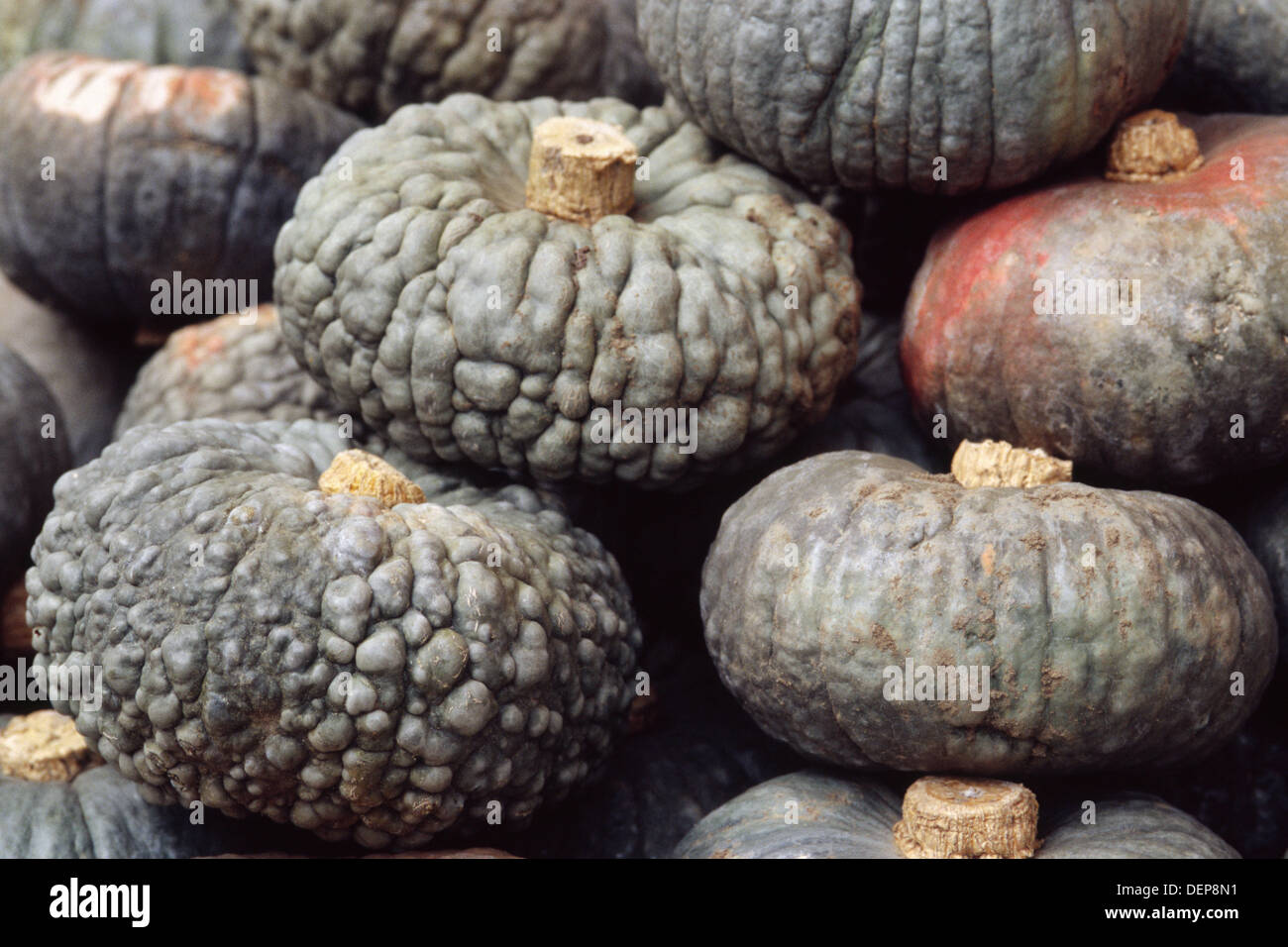 Rotten pumpkins hi-res stock photography and images - Alamy