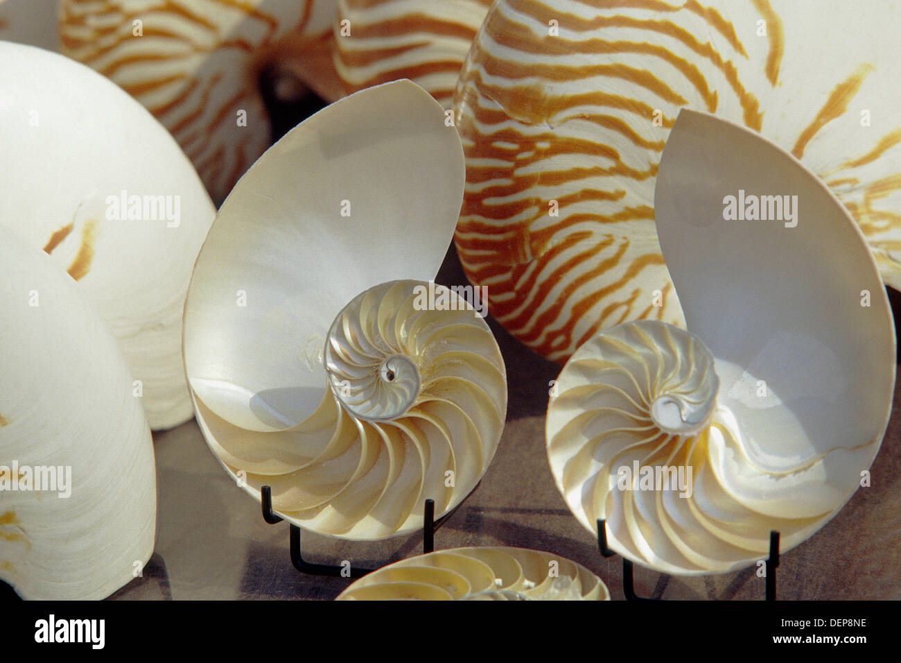 Nautilus [nautilus shell] hi-res stock photography and images - Alamy