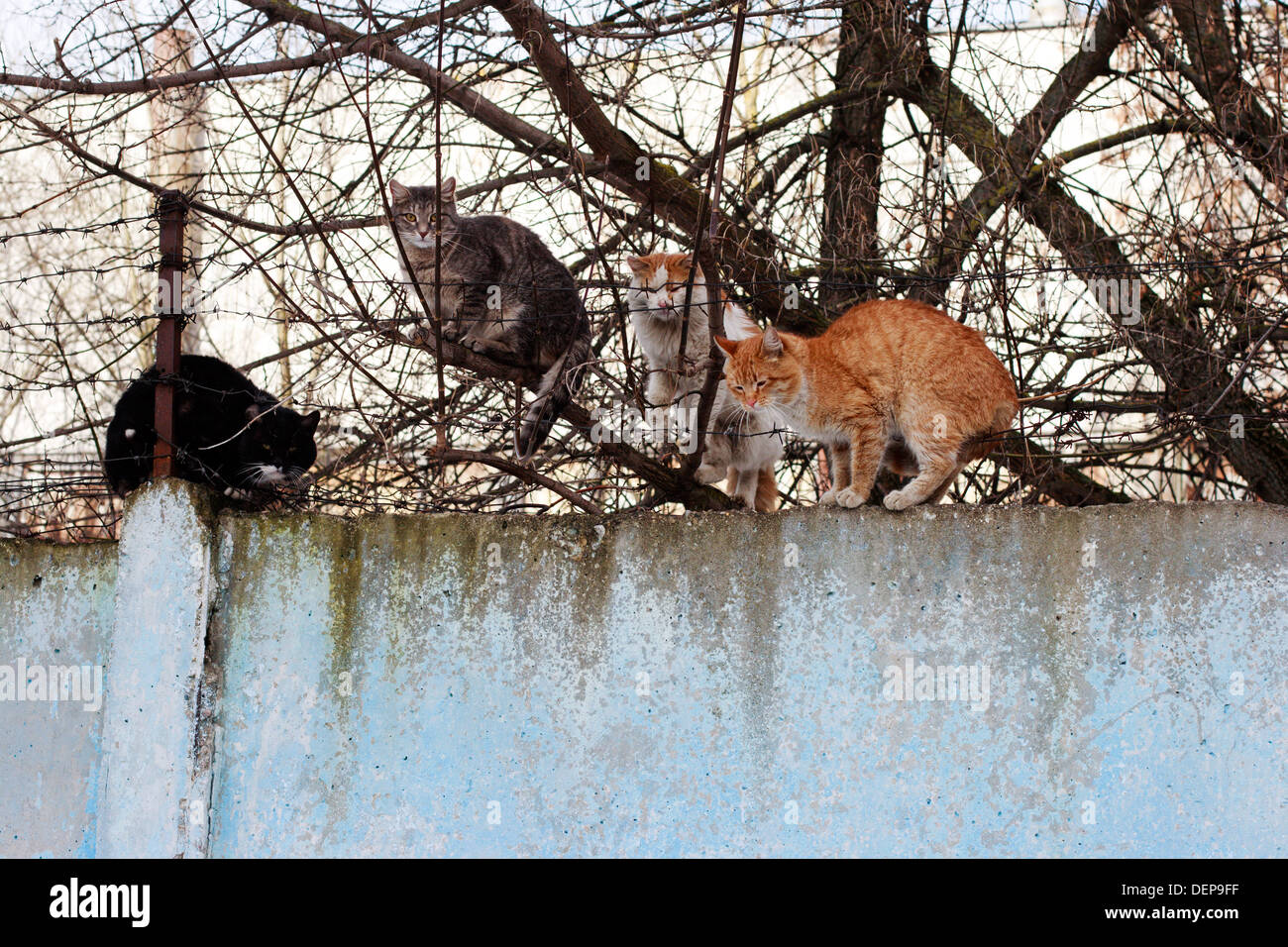 cat sitting on a concrete fence of barbed wire Stock Photo - Alamy