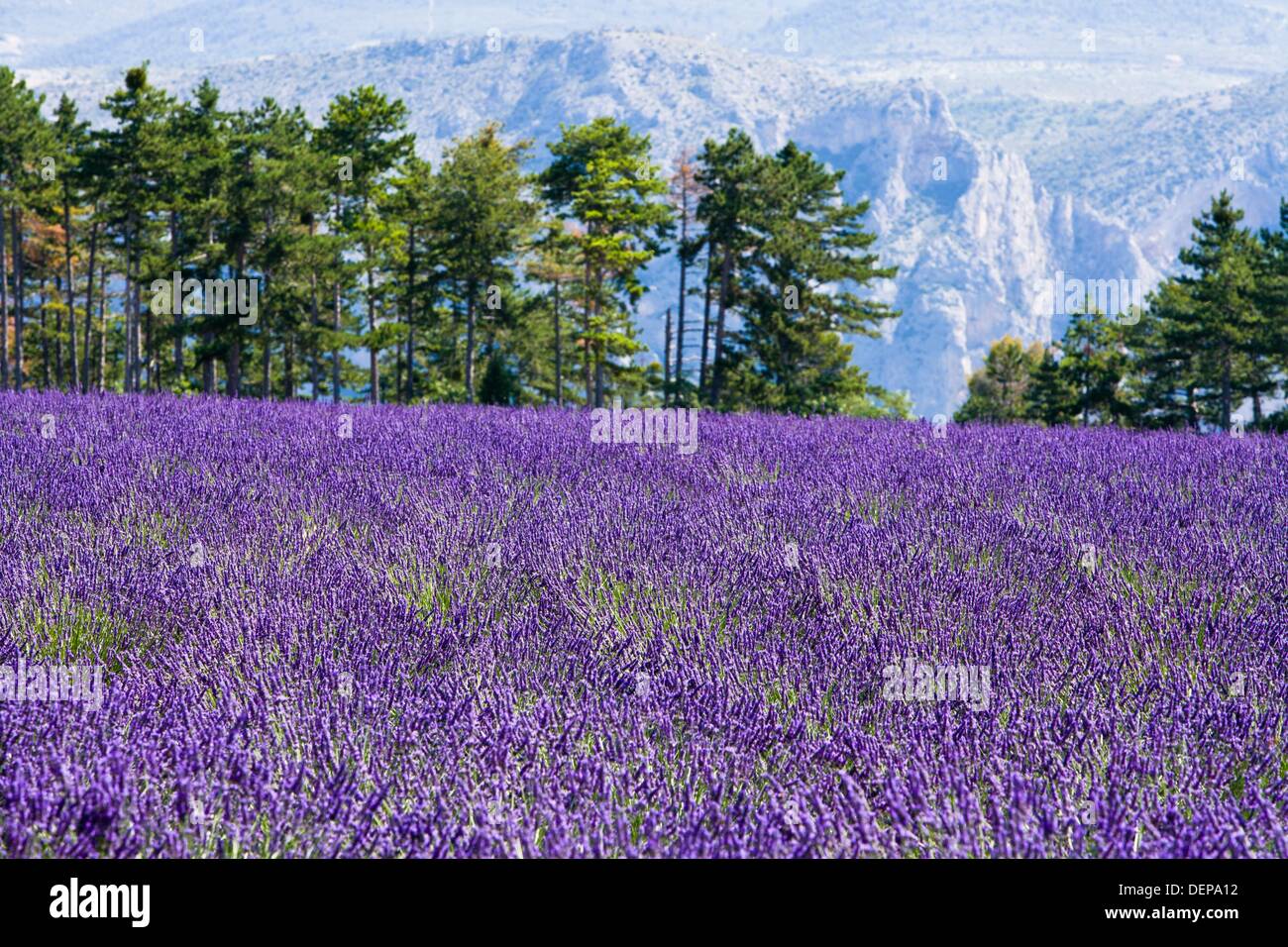 Lavender field with scenic landscape in Provence, France, Europe Stock ...
