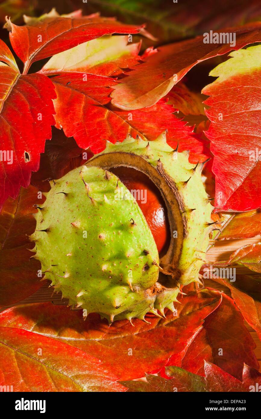 Inside conker shell hi-res stock photography and images - Alamy