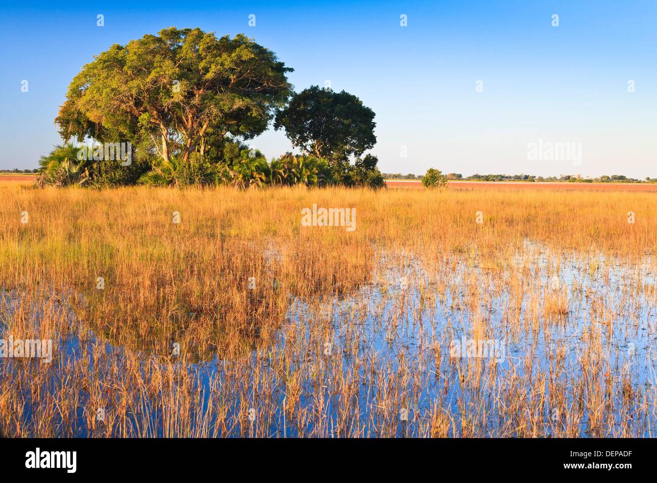 Typical landscape in the Okavango Delta, Botswana, Africa Stock Photo ...