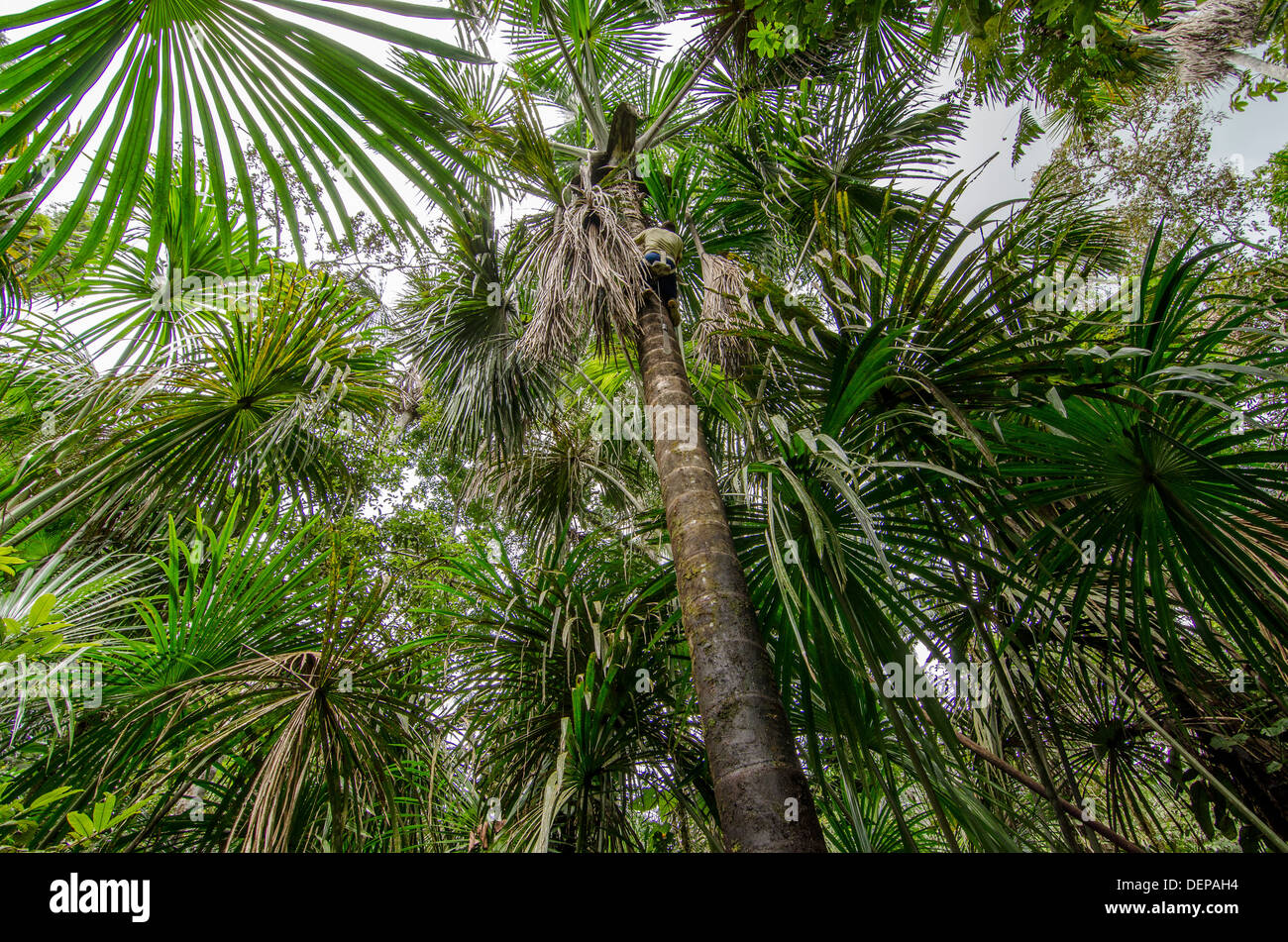 Sustainable palm harvesting by climbing Aguaje or Buiti Mauritia ...
